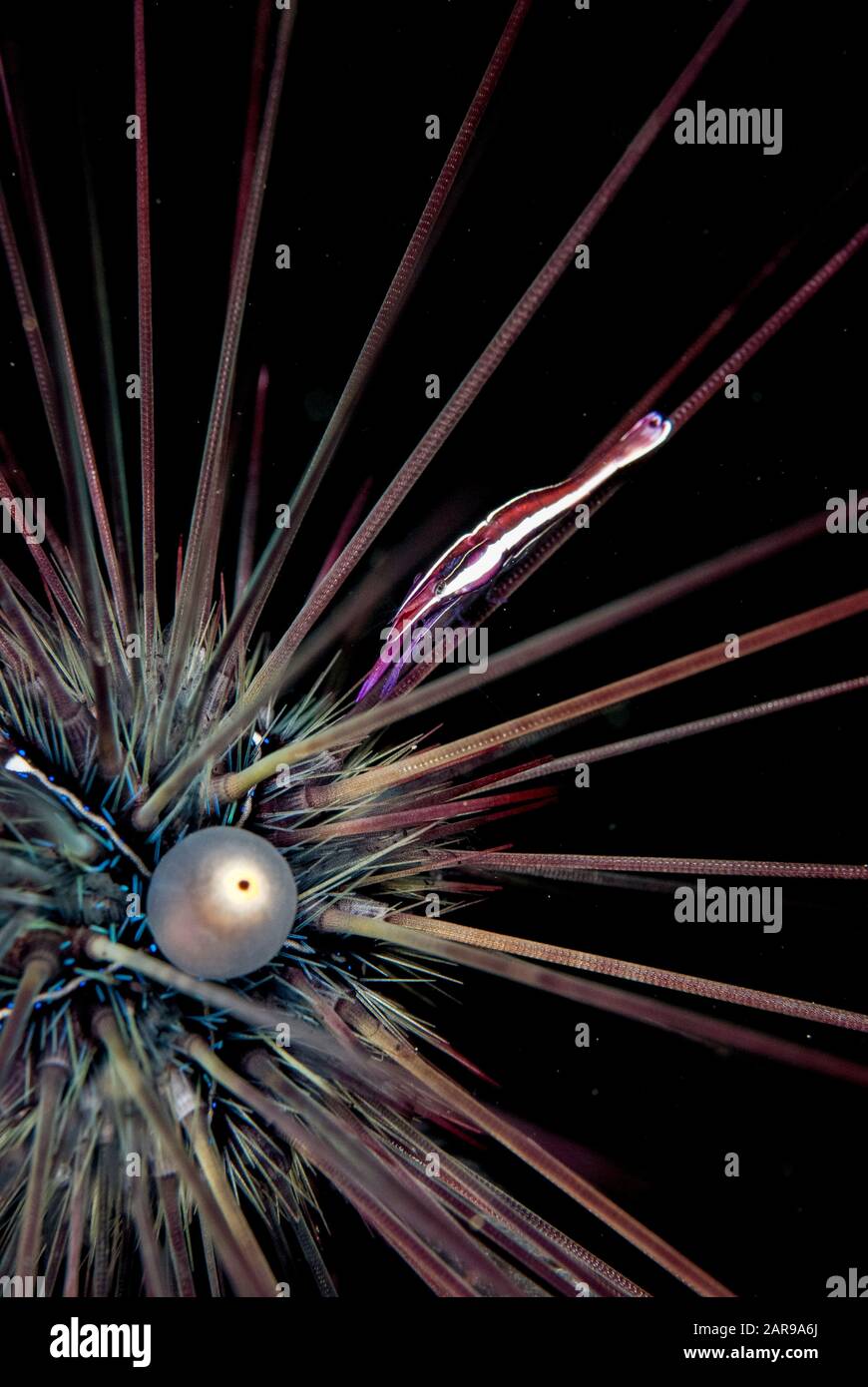 Purple Urchin Shrimp, Stegopontonia commensalis, in spines of Black ...