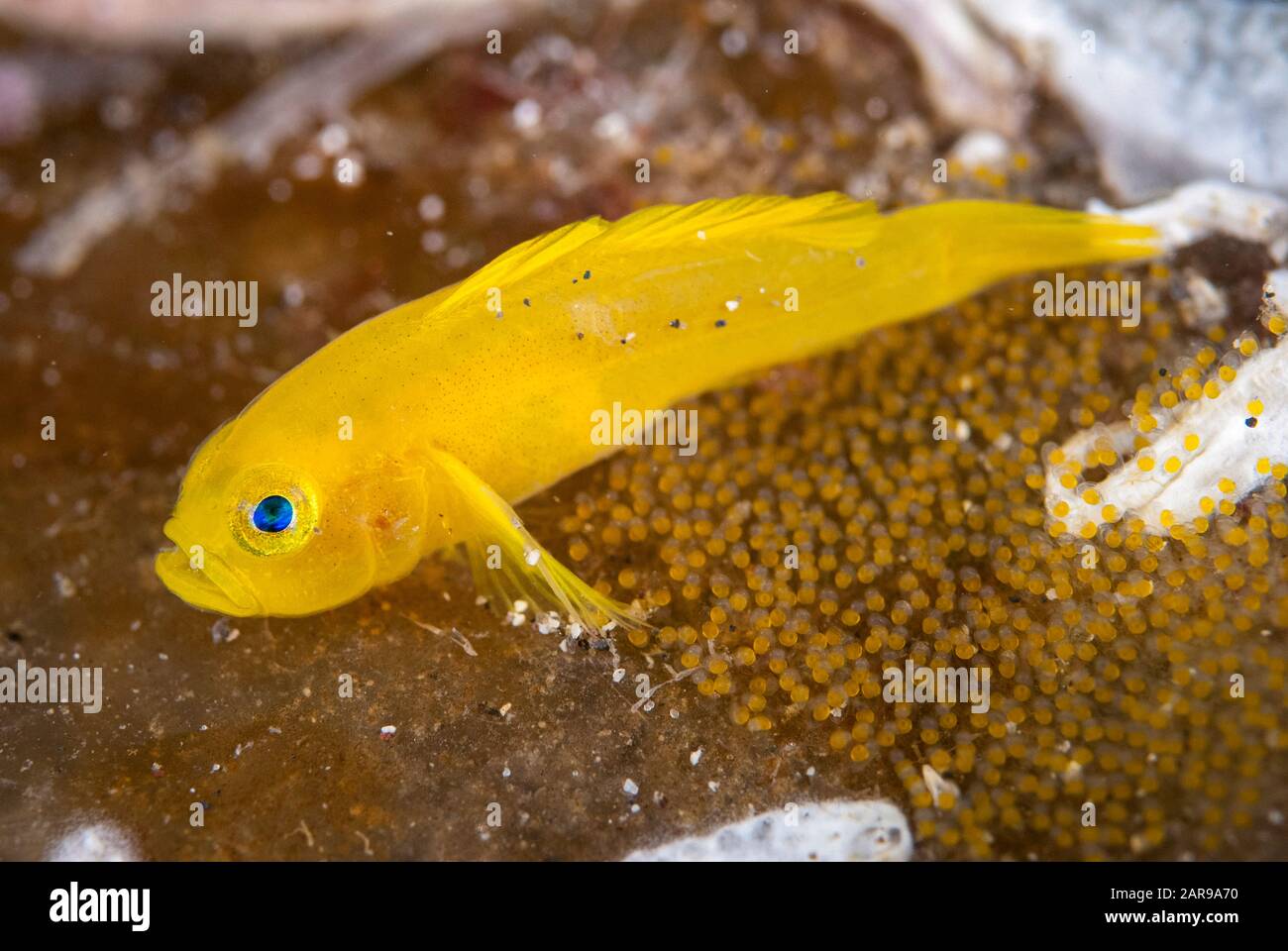 Ornate goby hi-res stock photography and images - Alamy