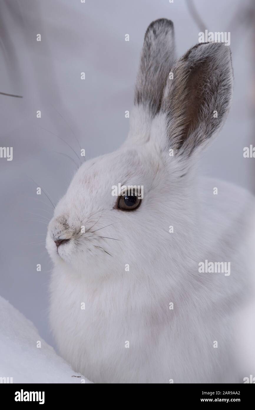Snowshoe hare winter hi-res stock photography and images - Alamy