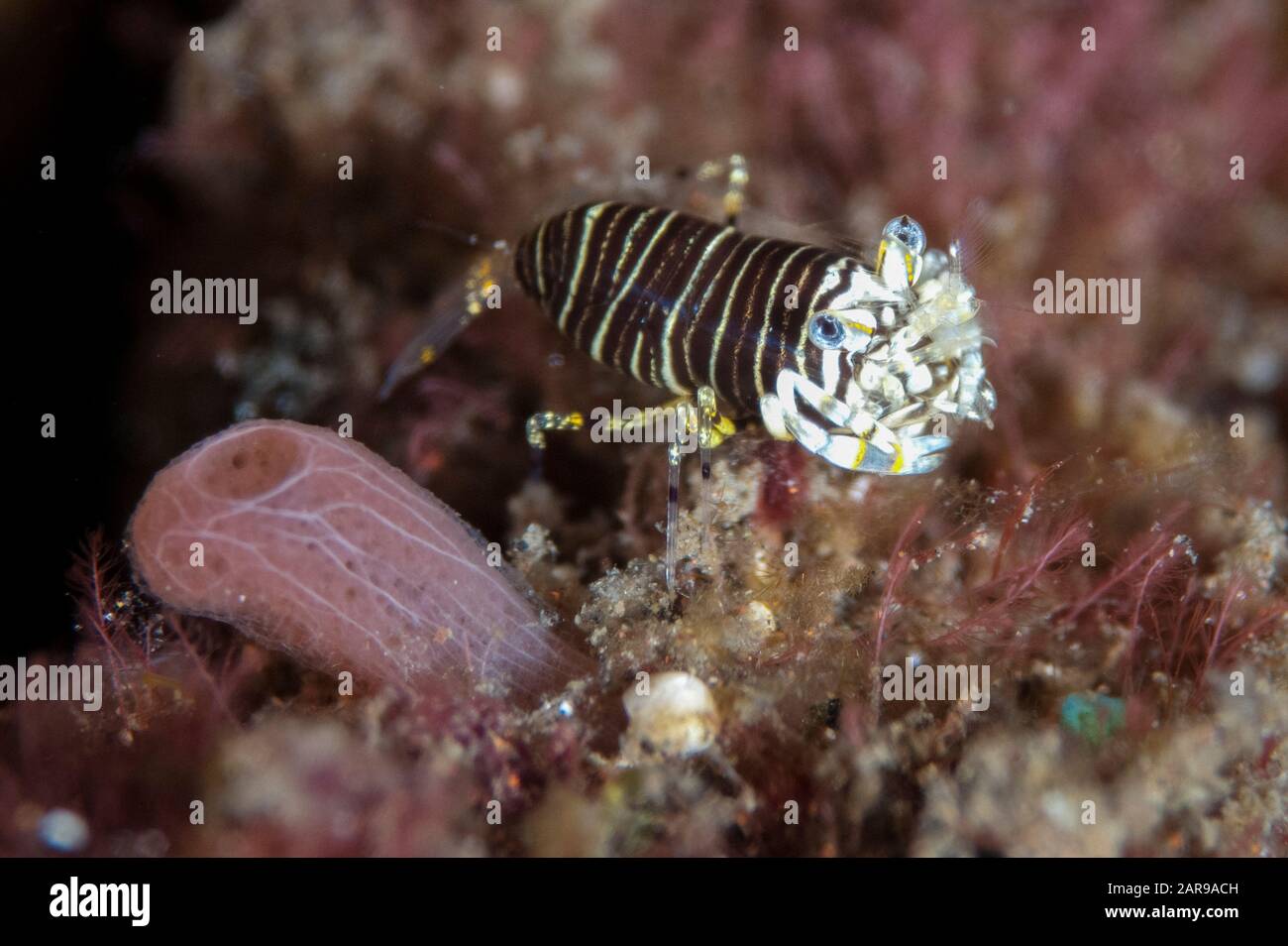 Striped Bumblebee Shrimp, Gnathophyllum americanum, next to Sea Squirt ...