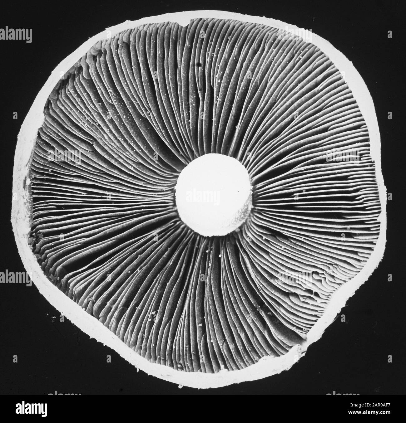 damage, higher plants, fungi, platesagaric Date: undated Keywords ...