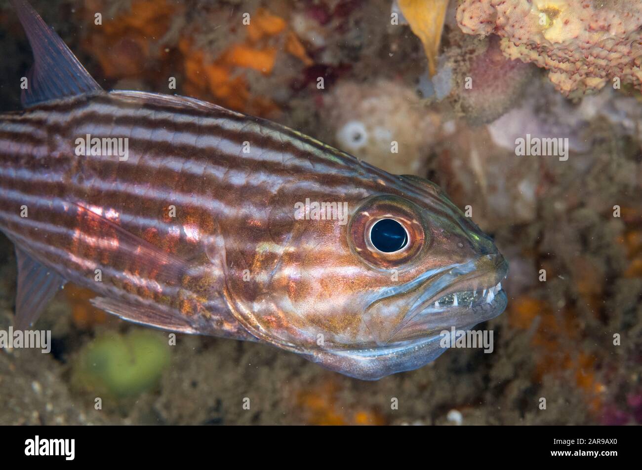 Tiger Cardinalfish with eggs in mouth, Cheilodipterus macrodon, Nudi ...