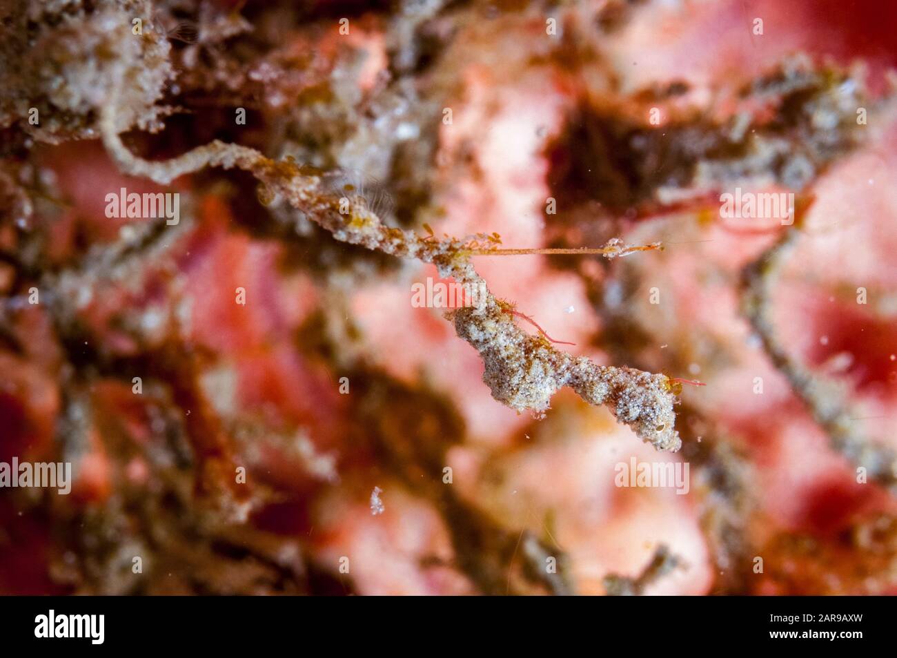 Thread pipefish hi-res stock photography and images - Alamy