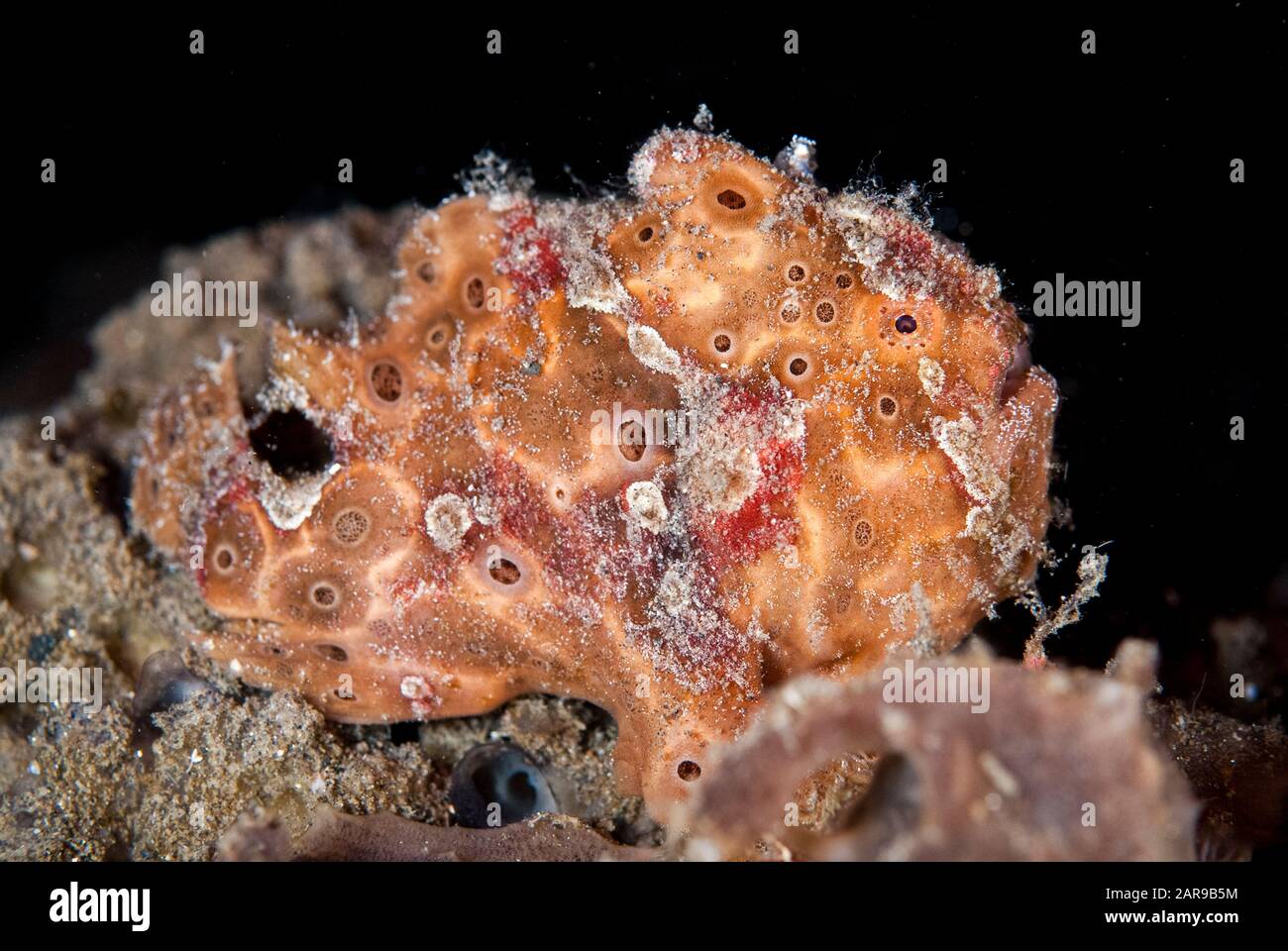 Painted Frogfish, Antennarius pictus, night dive, TK1 dive site, Lembeh ...