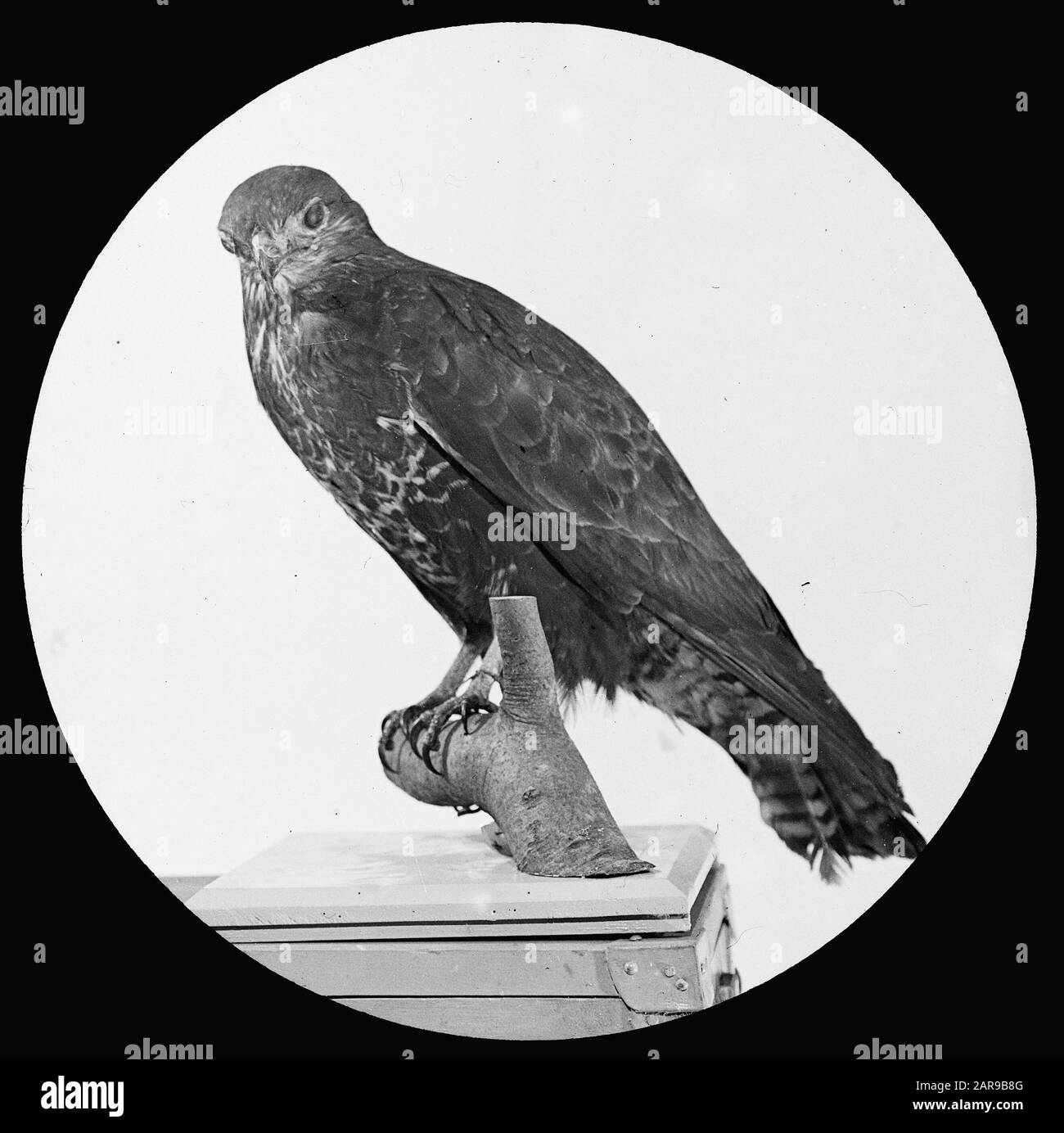 Buzzard hunting Black and White Stock Photos & Images - Alamy