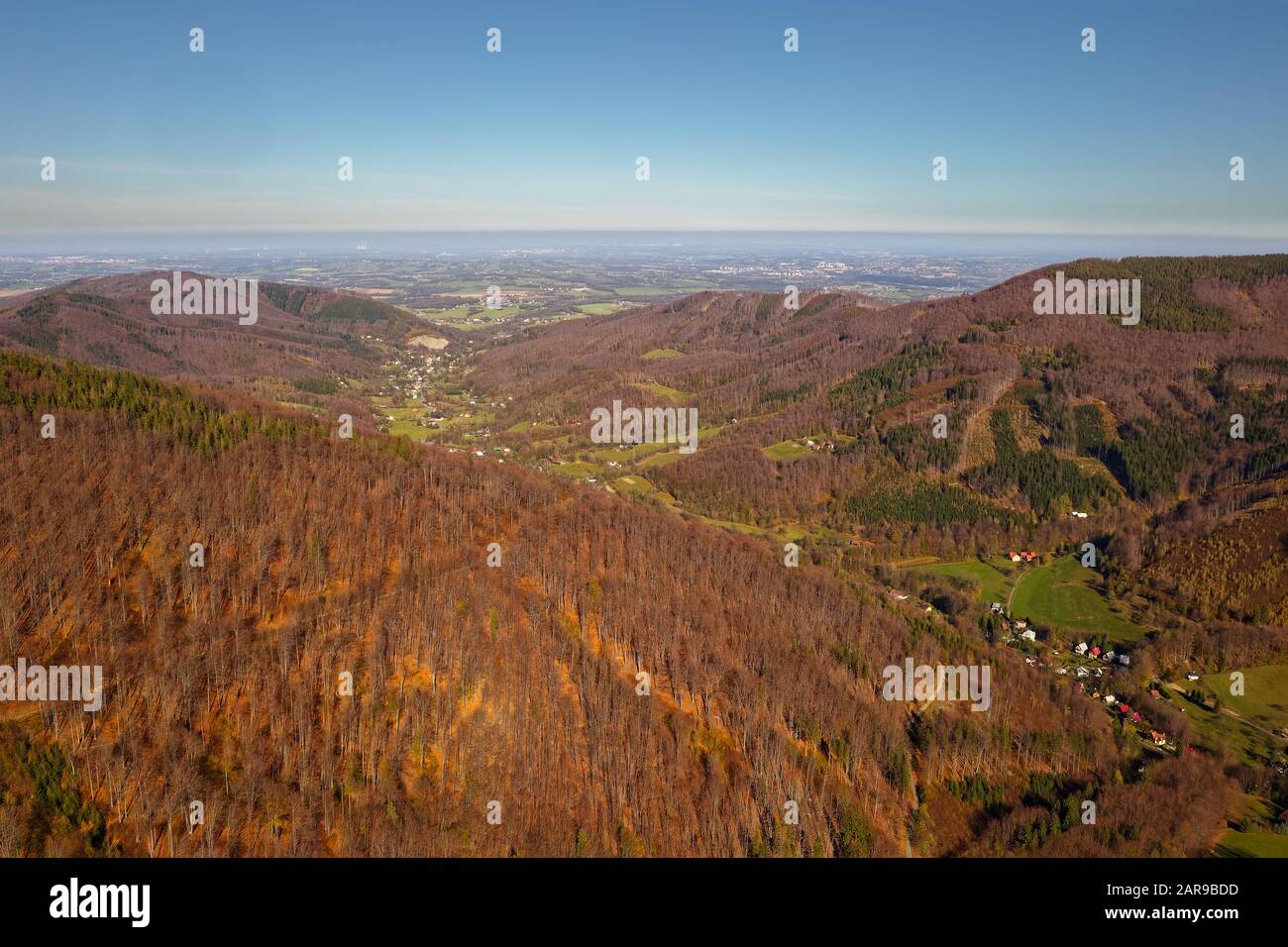 Spruce bark beetle hi-res stock photography and images - Alamy