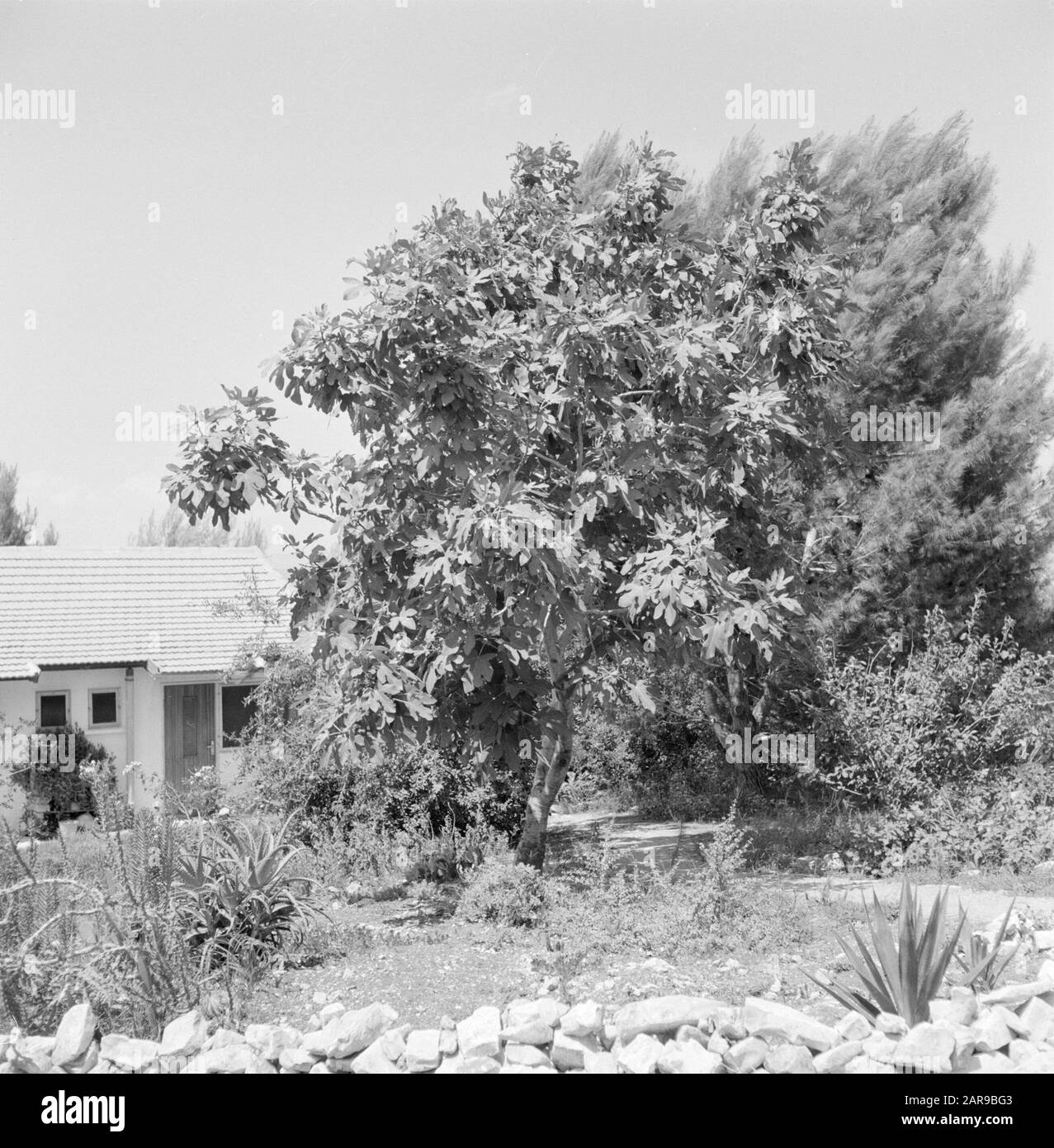 Fig tree at a dwelling Date: January 1, 1964 Location: Israel Keywords ...
