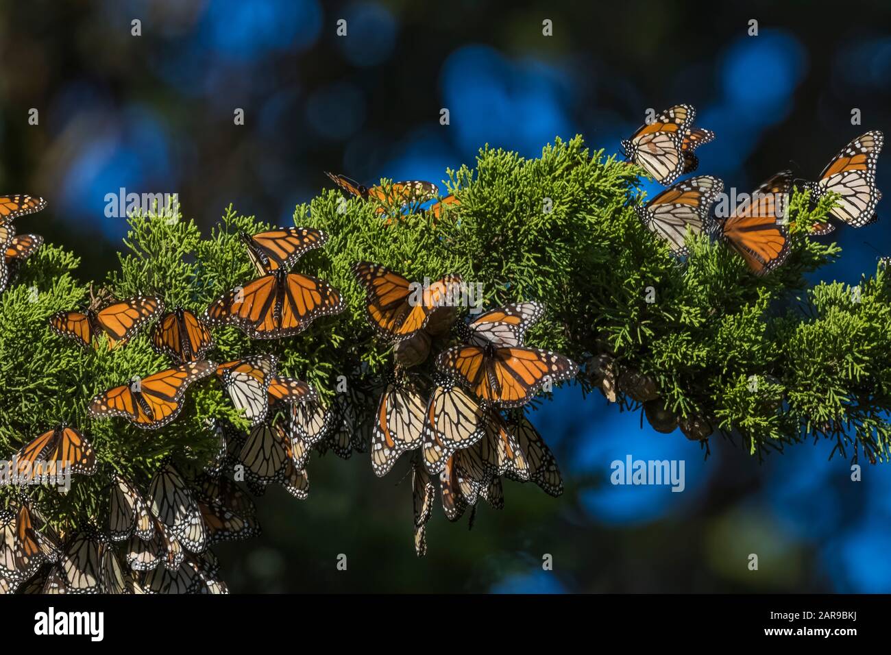 Monarch butterfly sanctuary monterey hi-res stock photography and images - Alamy