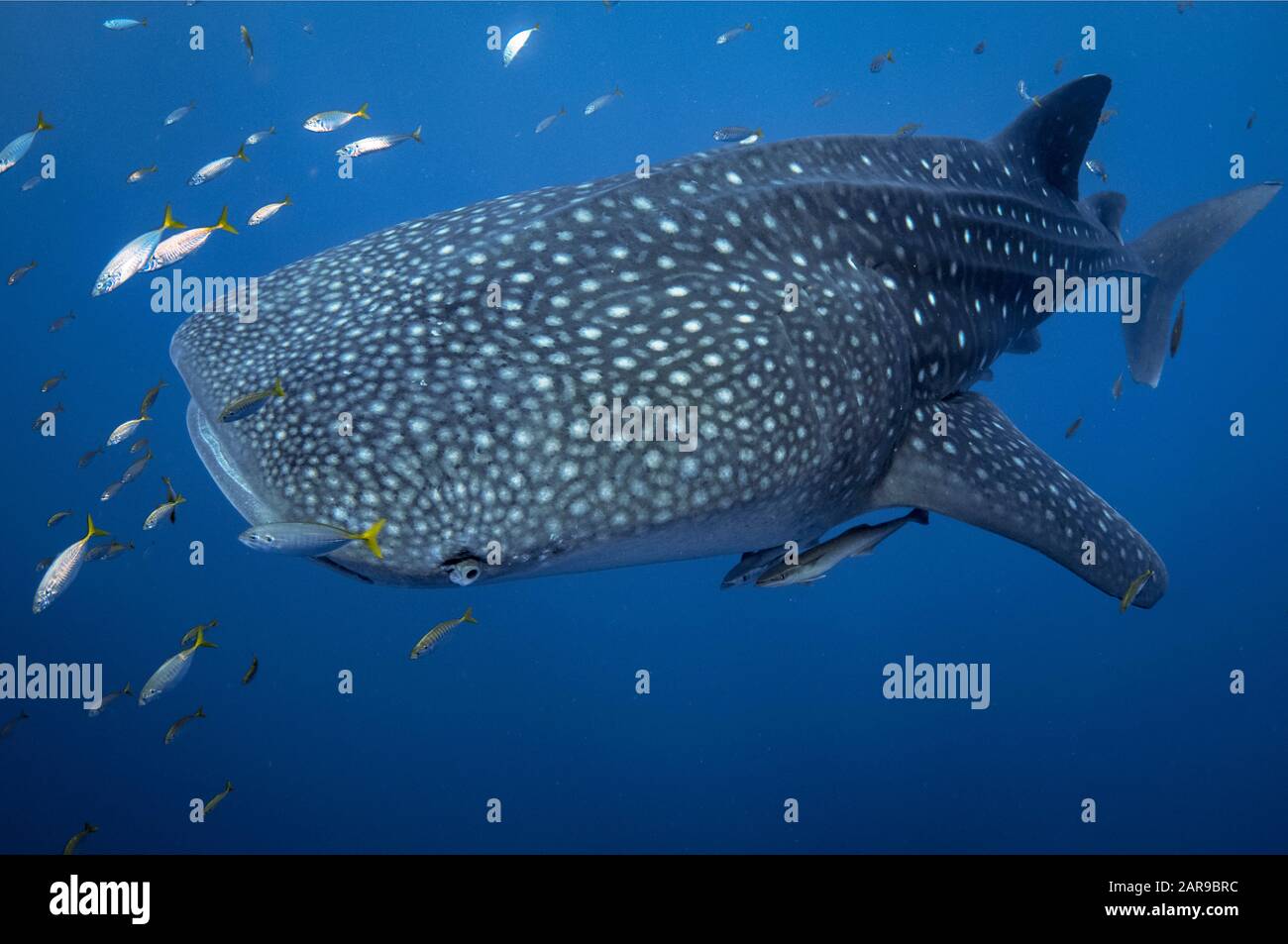 Whale sea line view hi-res stock photography and images - Alamy