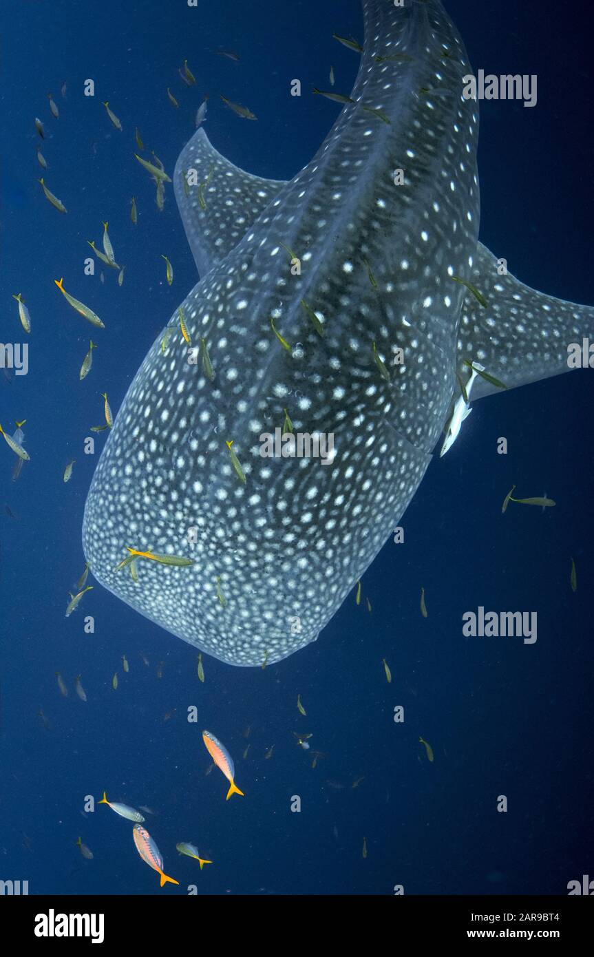 Whale Shark, Rhincodon typus, with Slender Suckerfish, Echeneis ...