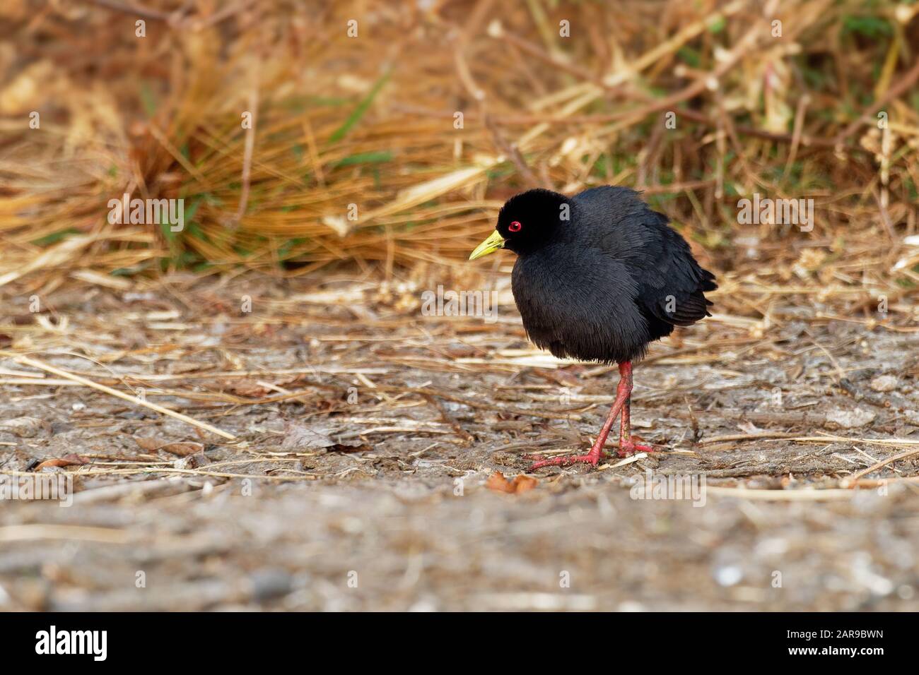 Red leg crake hi-res stock photography and images - Alamy