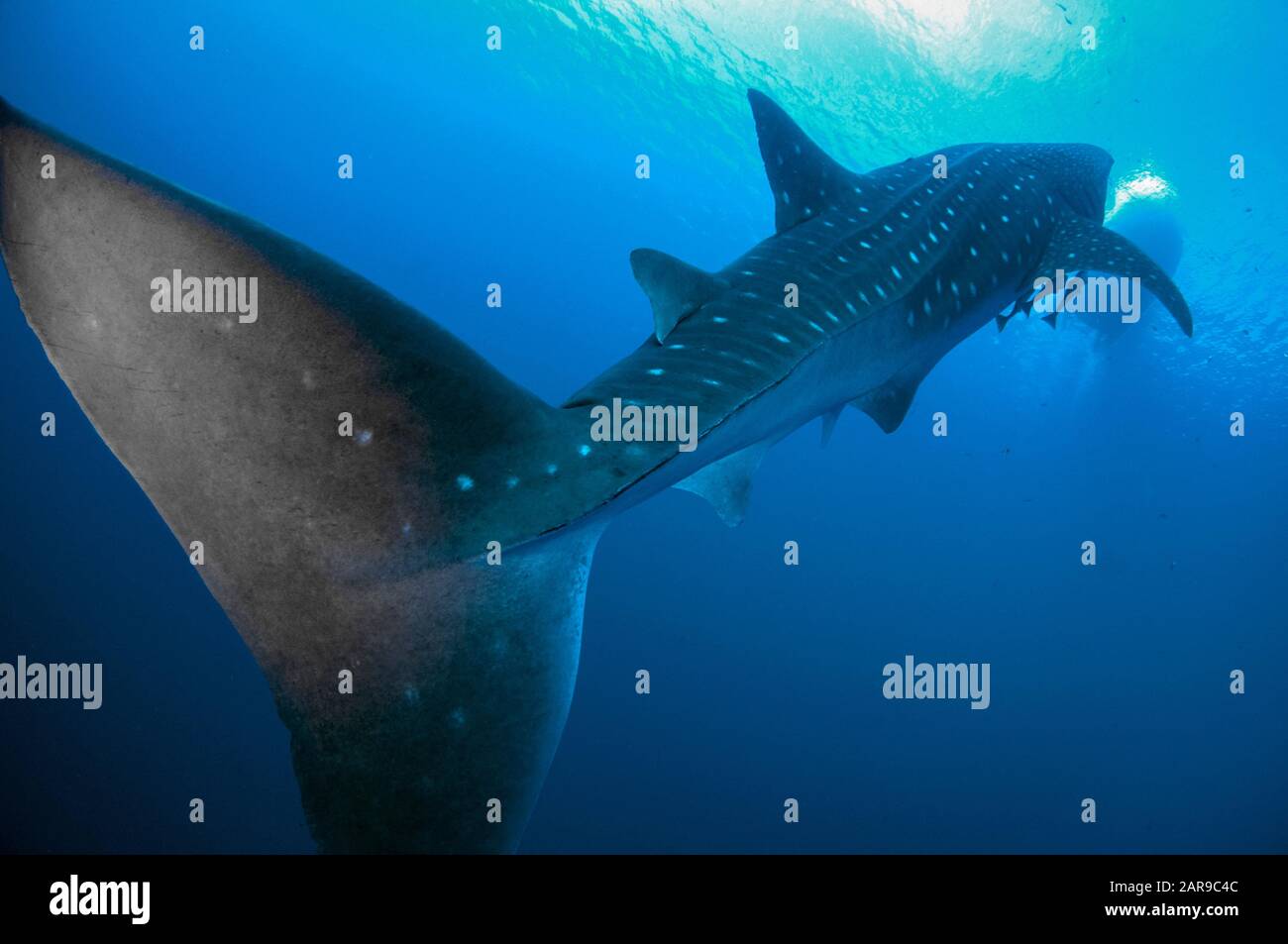 Tail of Whale Shark, Rhincodon typus, with Slender Suckerfish, Echeneis ...