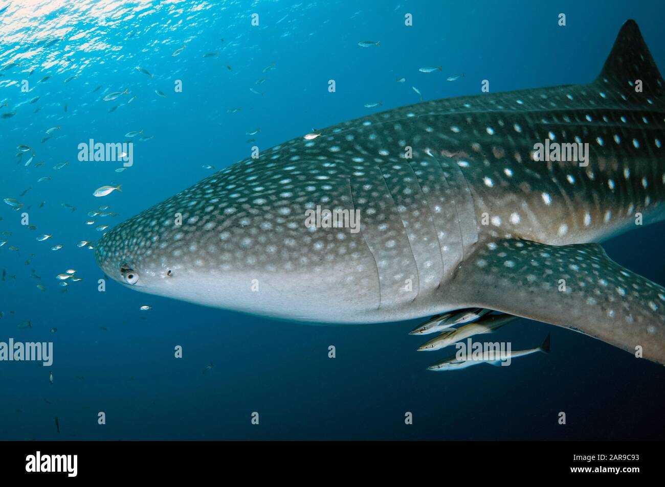 Whale Shark, Rhincodon typus, with Slender Suckerfish, Echeneis ...