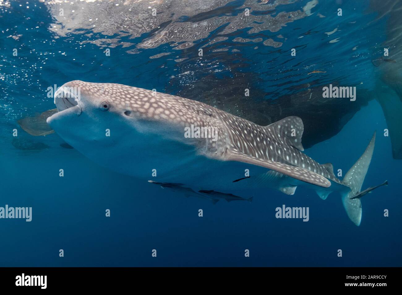 Whale Shark, Rhincodon typus, with Slender Suckerfish, Echeneis ...
