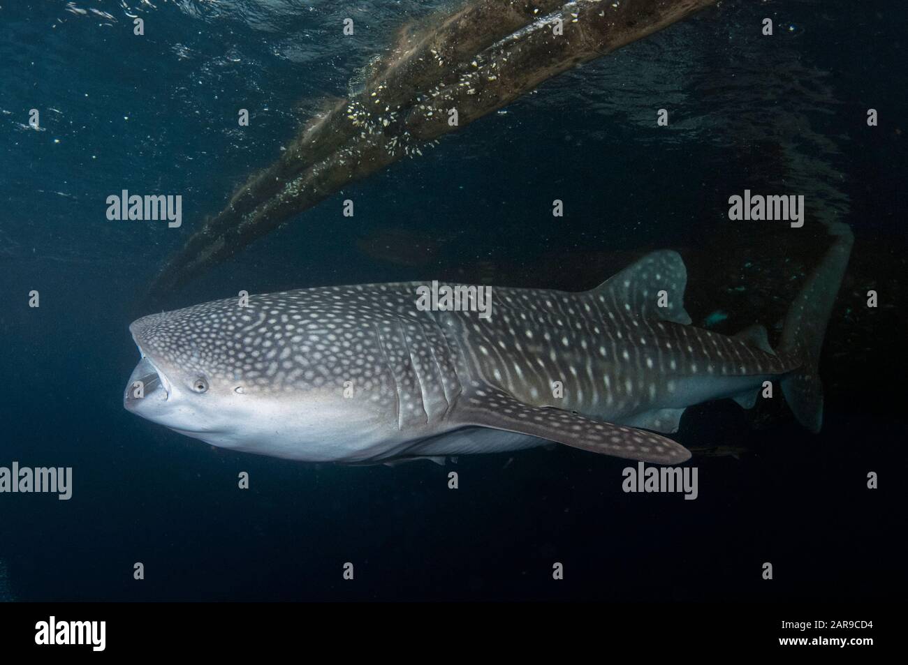 Tropical fish ocean raft hi-res stock photography and images - Alamy