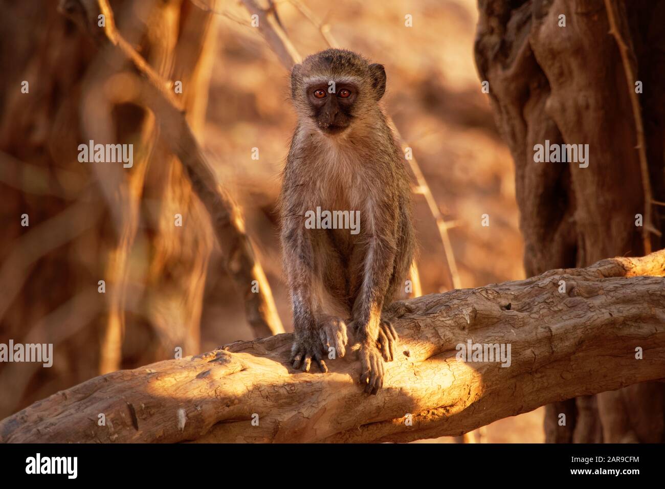 Vervet Monkey - Chlorocebus pygerythrus Old World monkey of the family ...