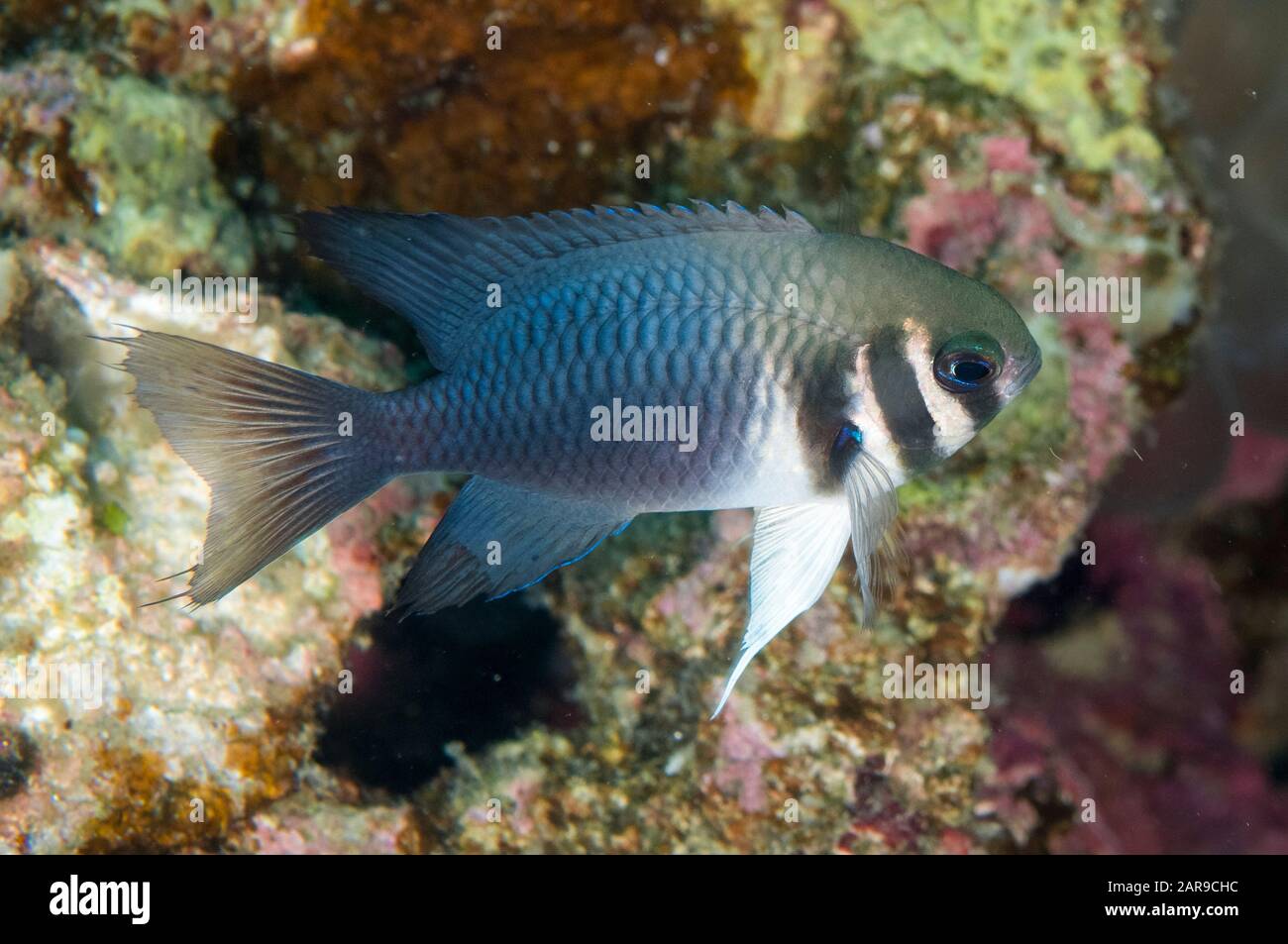 Barhead Damsel, Neoglyphidodon thoracotaeniatus, Pulau Putus dive site ...