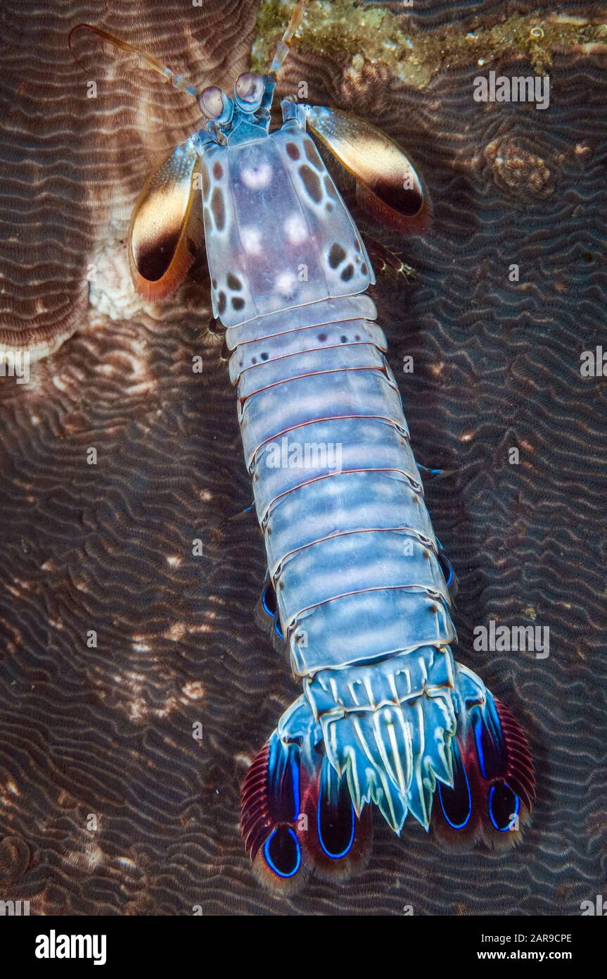 Peacock mantis shrimp side view hi-res stock photography and images - Alamy