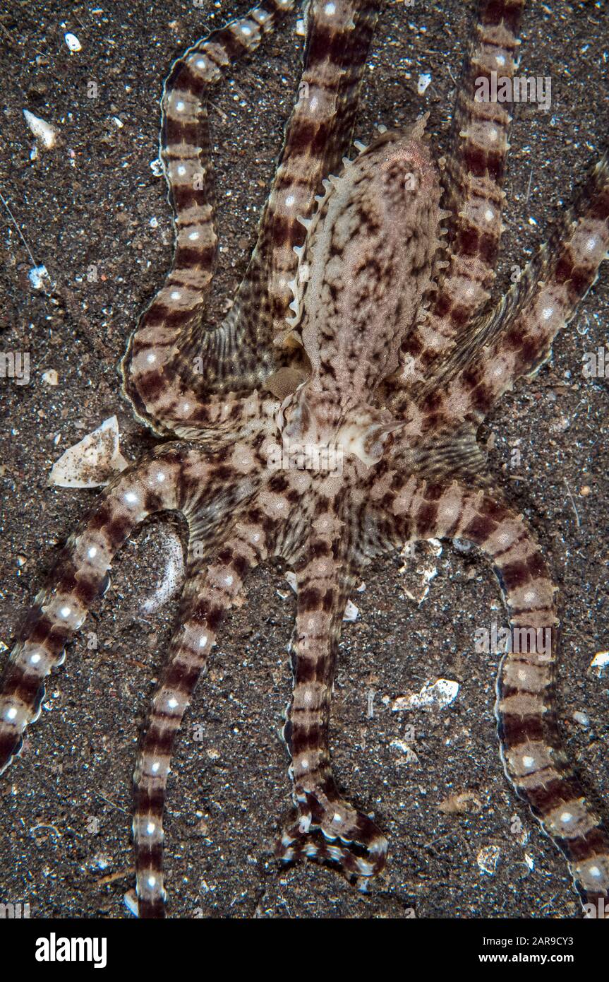 Mimic Octopus, Thaumoctopus mimicus, on sand, Joleha dive site, Lembeh ...