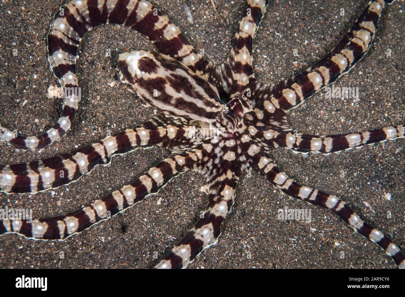 Mimic Octopus, Thaumoctopus mimicus, on sand, Joleha dive site, Lembeh ...