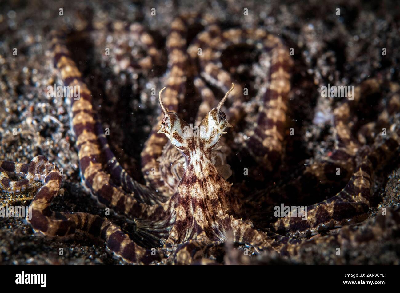 Mimic Octopus, Thaumoctopus mimicus, on sand, Rojas dive site, Lembeh ...