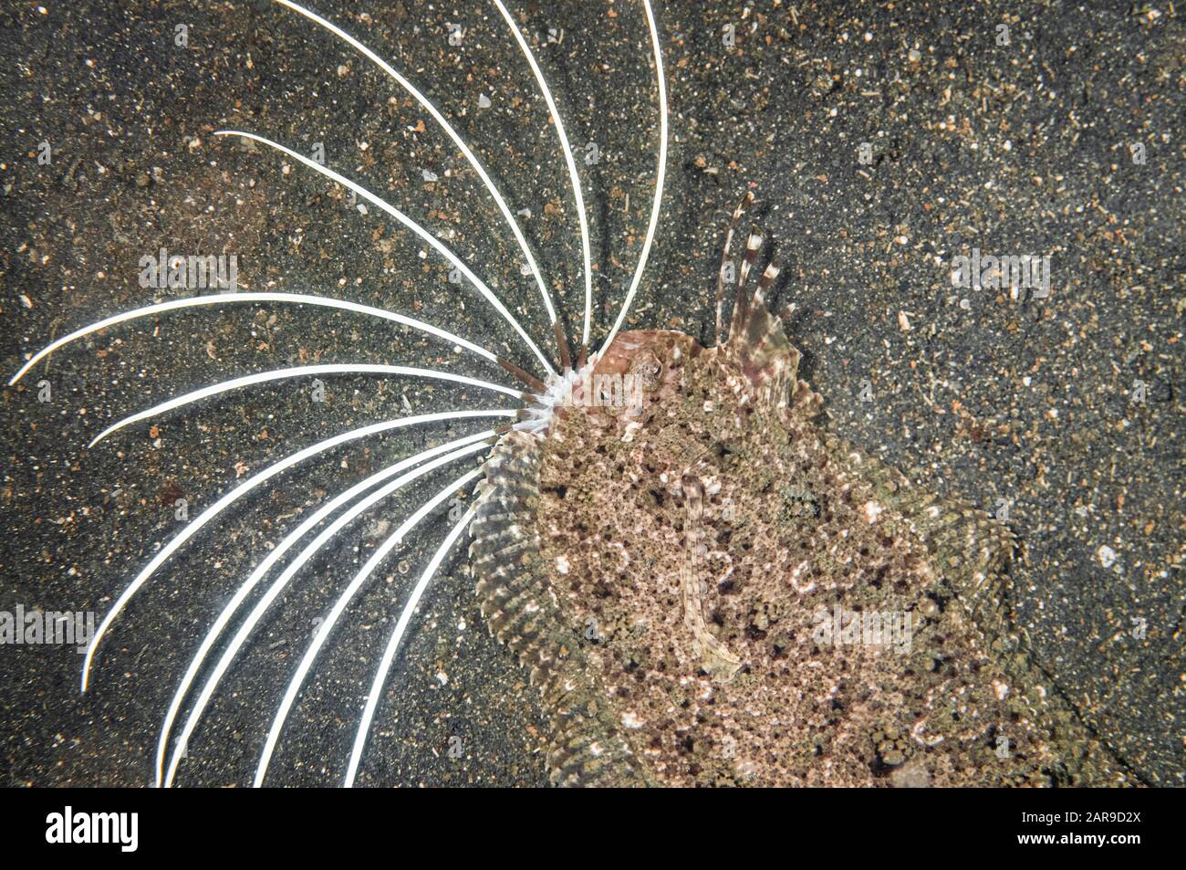 Cockatoo Flounder, Samaris cristatus, displaying dorsal fin rays as a ...