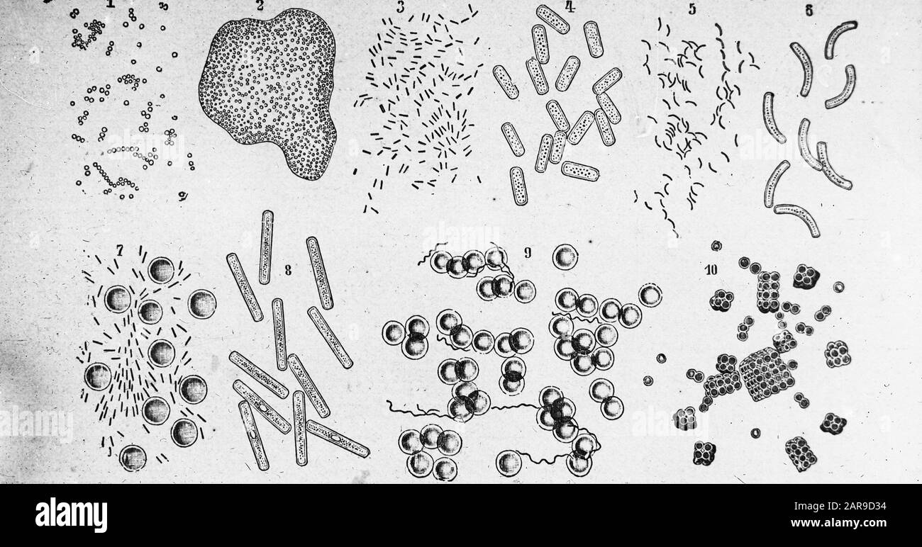 damage, higher plants, fungi, fission fungus Date: undated Keywords ...
