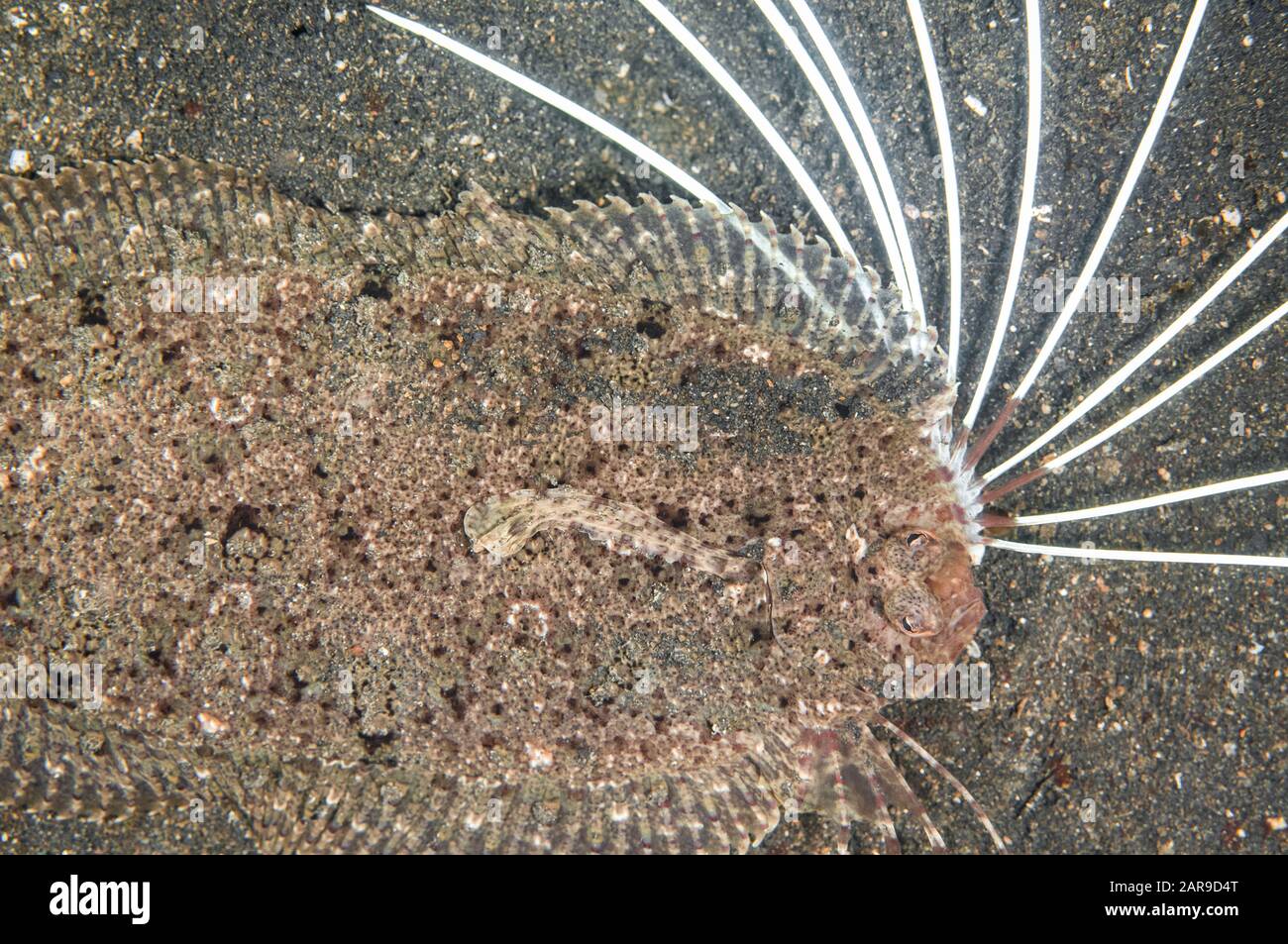 Cockatoo Flounder, Samaris cristatus, displaying dorsal fin rays as a ...