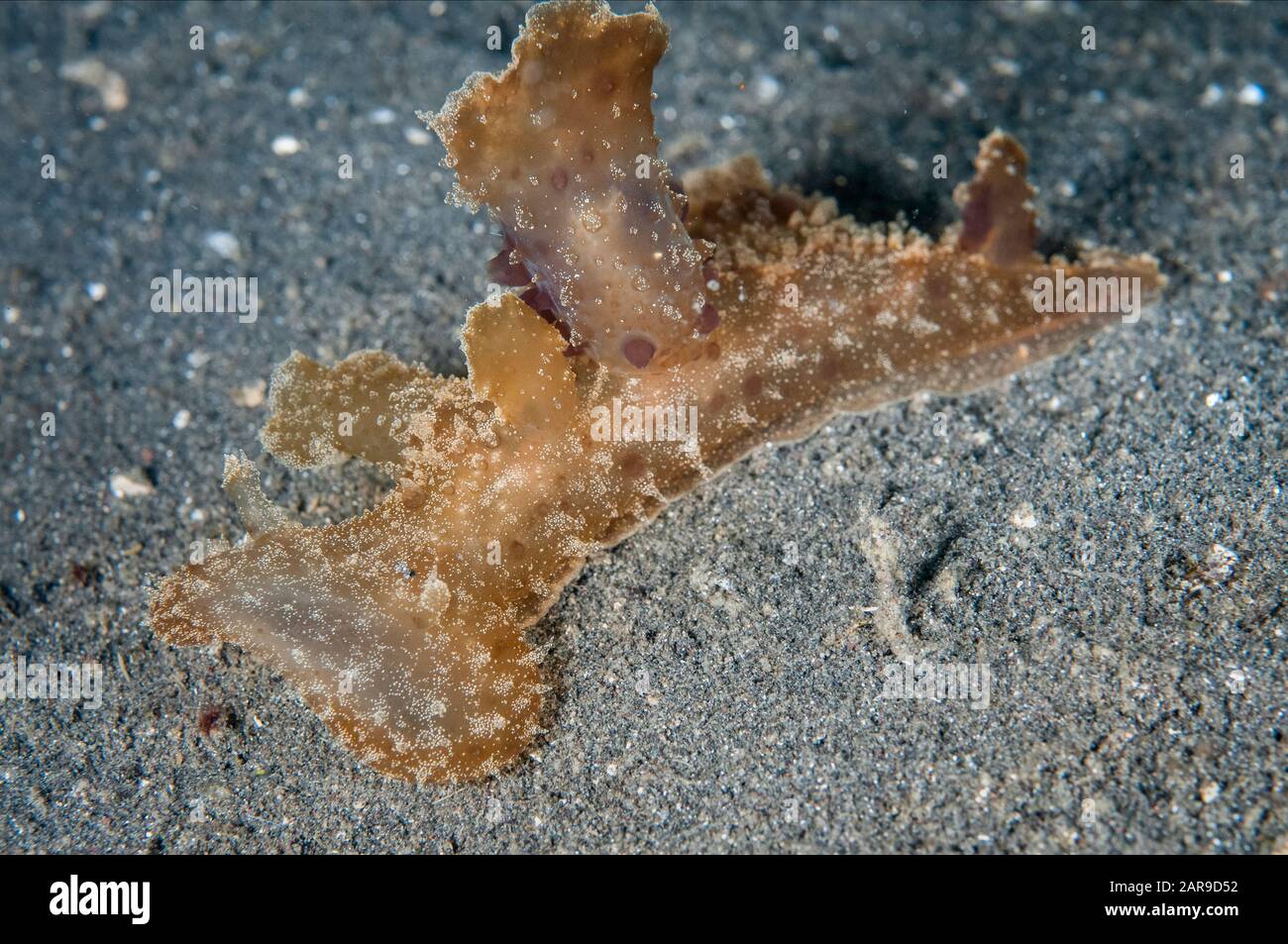 Green Melibe Nudibranch, Melibe viridis, Joleha dive site, Lembeh ...