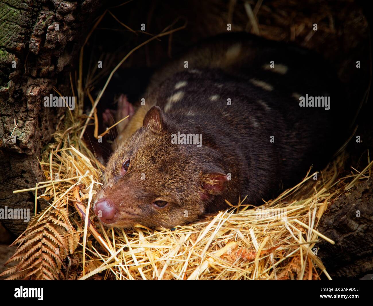 Tiger quoll - Dasyurus maculatus also spotted-tail quoll, the spotted ...