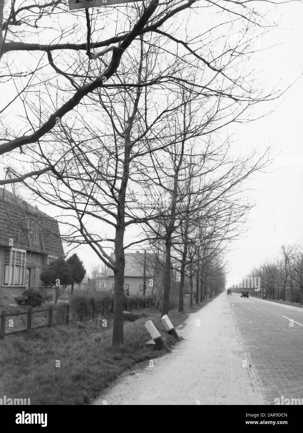 road planting, pruning, avenues, american oak Date: undated Keywords ...