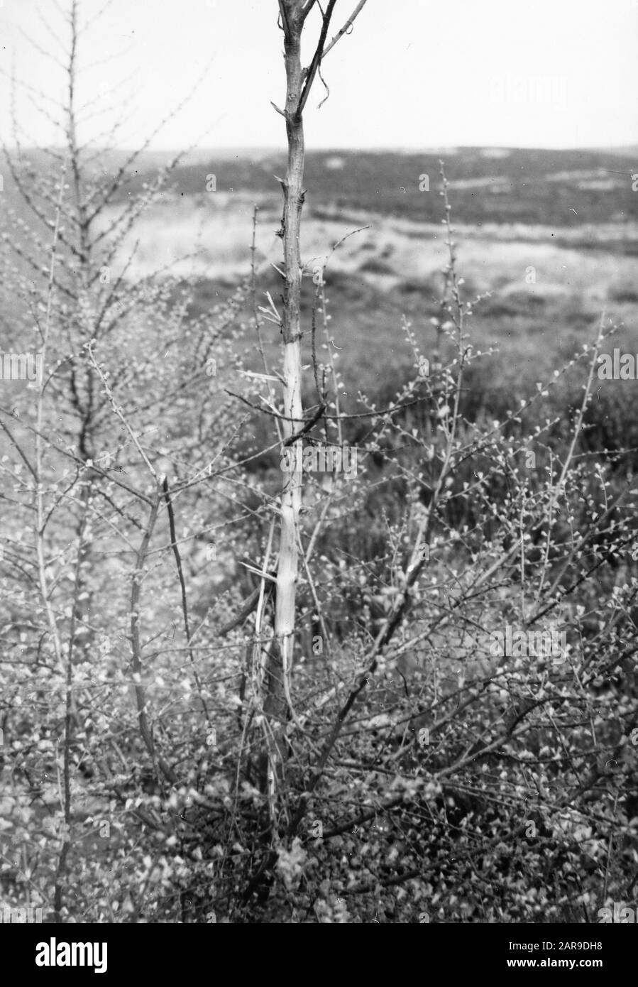 mammals, deer, lork Date: undated Keywords: mammals Personname: deer ...