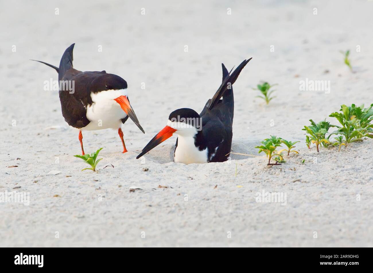 A mated pair of black skimmers on sandy beach nesting ground Stock ...