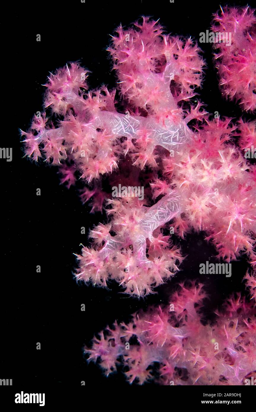 Carnation Coral, Dendronephthya sp, Wobbe Rock dive site, Farondi, Raja ...