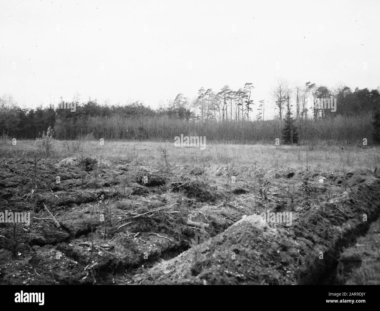 insects, damages, catch ditches, pine beetle Date: undated Keywords ...
