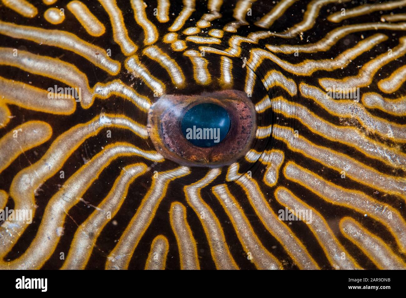 Tetraodontidae Map Puffer High Resolution Stock Photography and Images ...