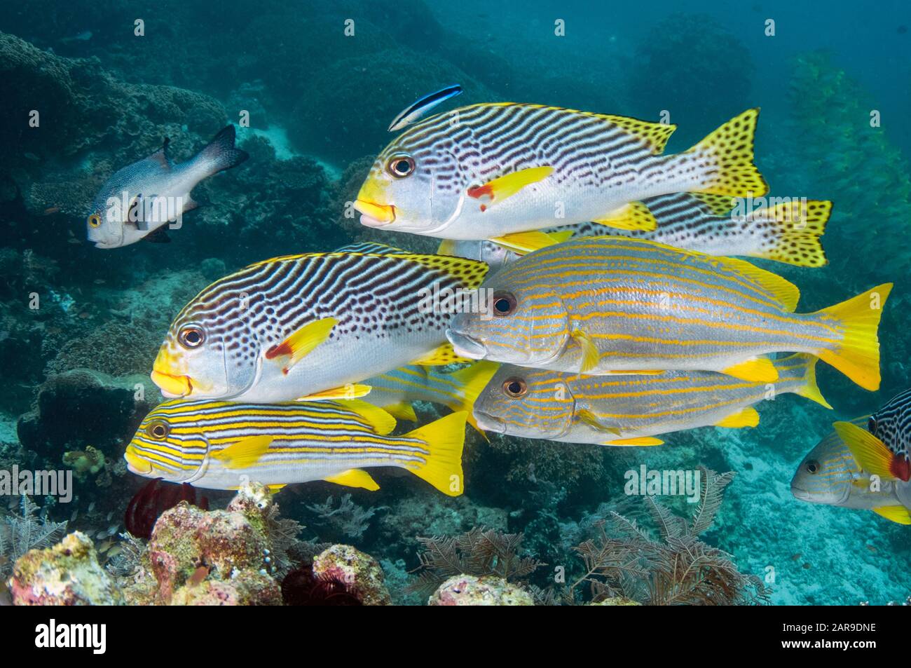 Collection of different Sweetlips, Plectorhinchus sp, including ...