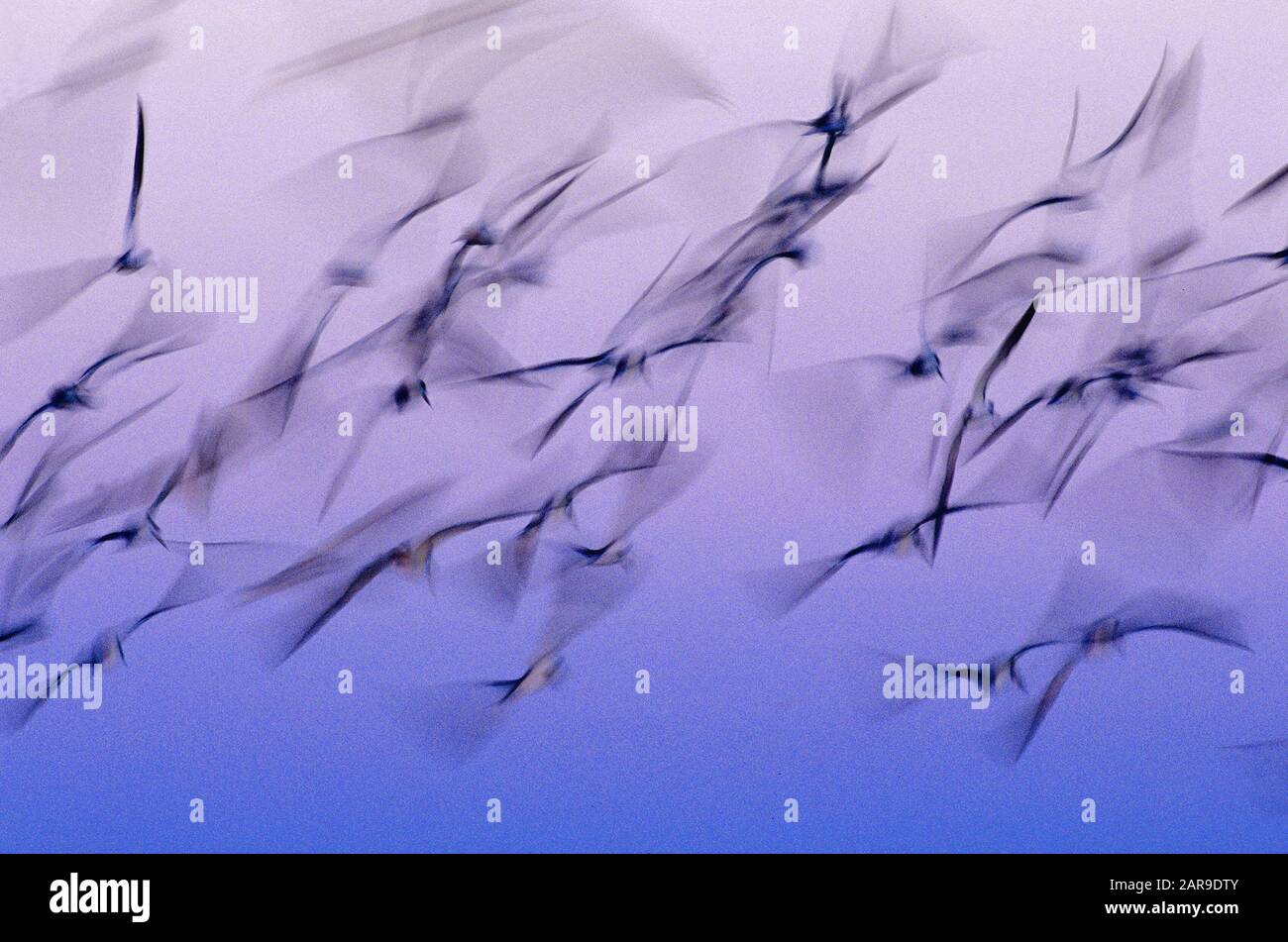 Black skimmer flock flight abstract Stock Photo - Alamy