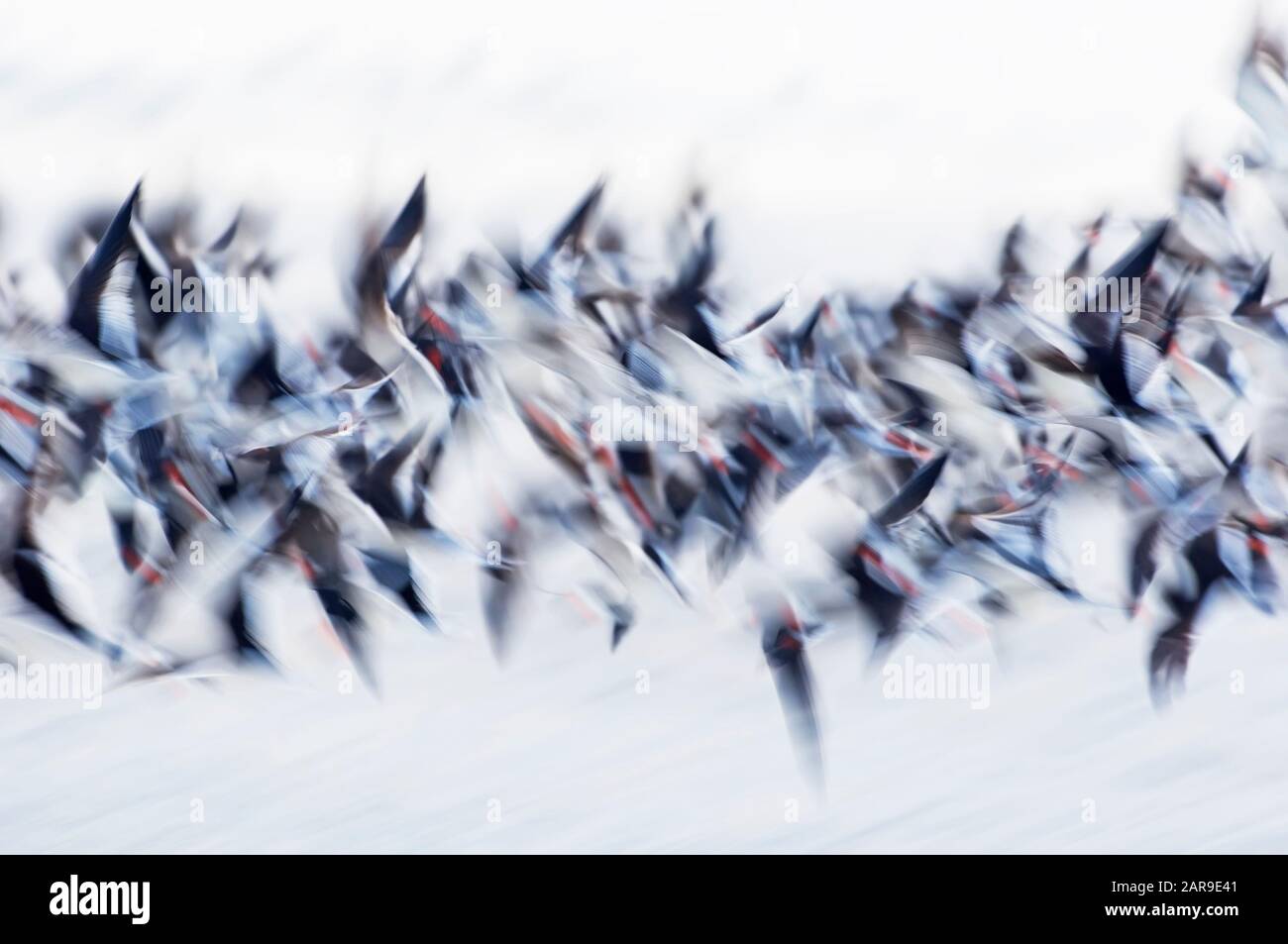 Black skimmer flock flight abstract Stock Photo - Alamy