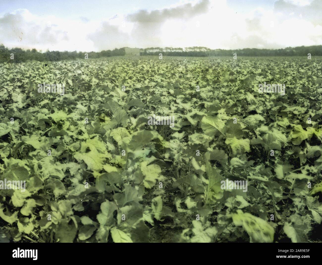 mining, crops in the field, rutable-turnip Date: undated Keywords ...