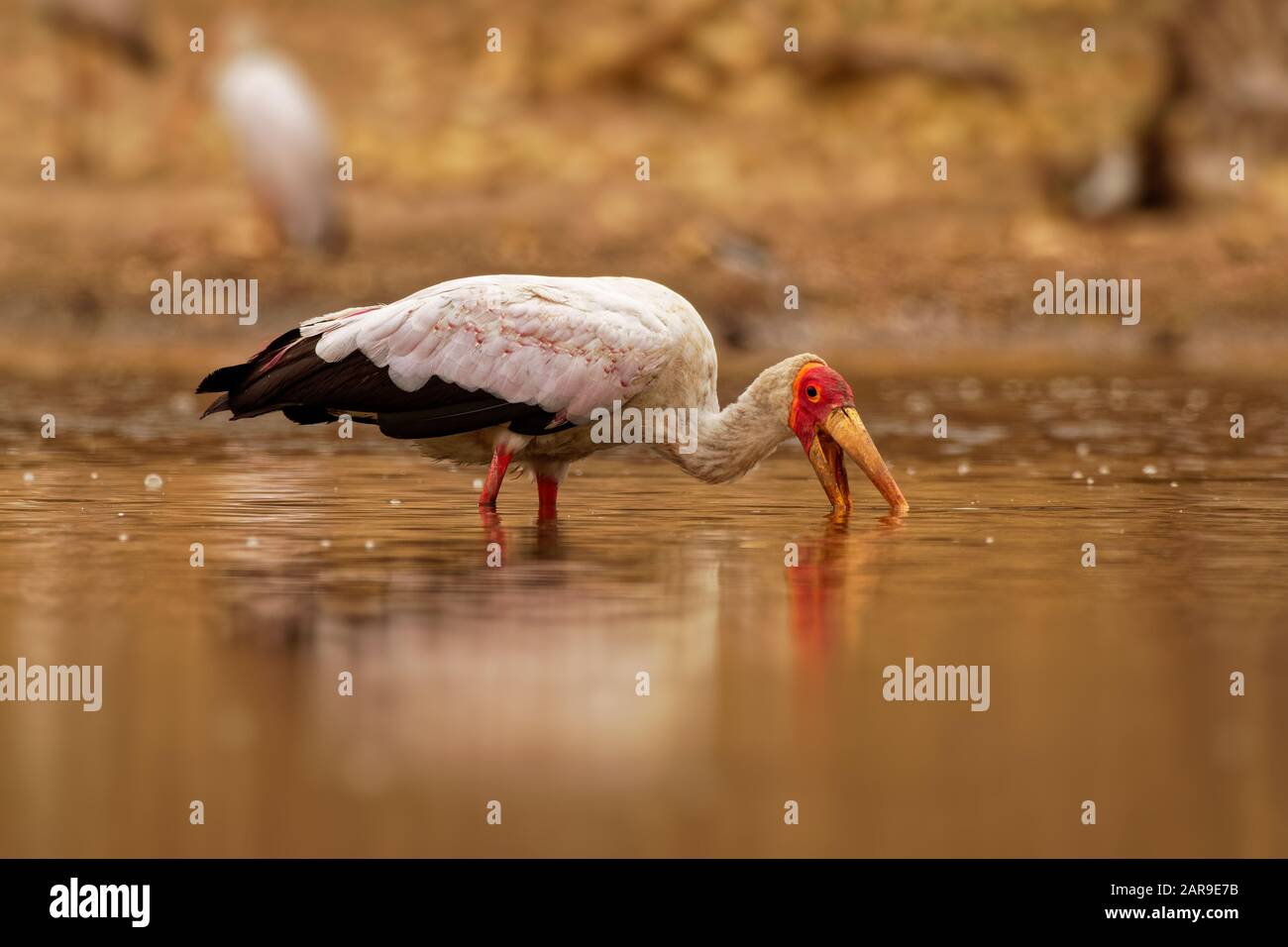 Yellow-billed Stork - Mycteria ibis also wood stork or ibis, large ...