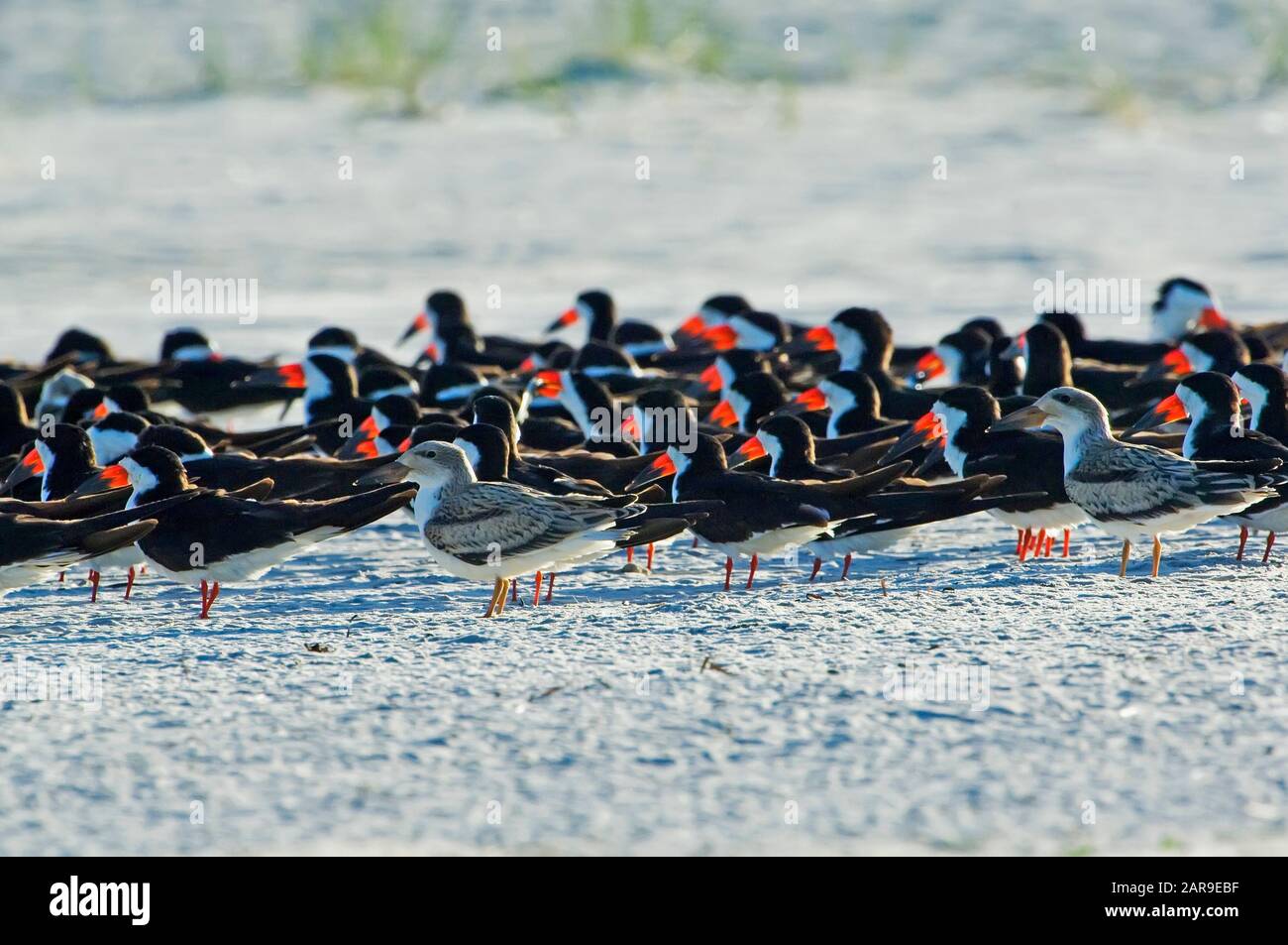 Back-lit flock of black skimmers on beach Stock Photo - Alamy