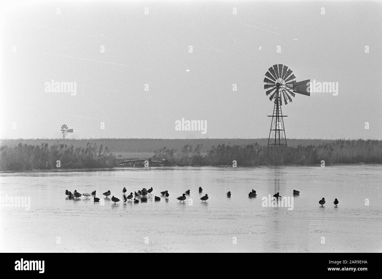 Cold water birds Black and White Stock Photos & Images - Alamy