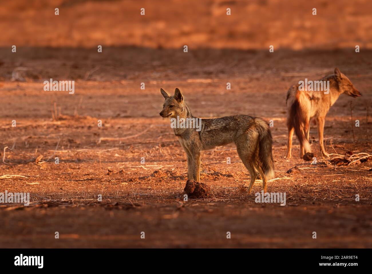 Side-striped Jackal - Canis adustus species of jackal, native to ...