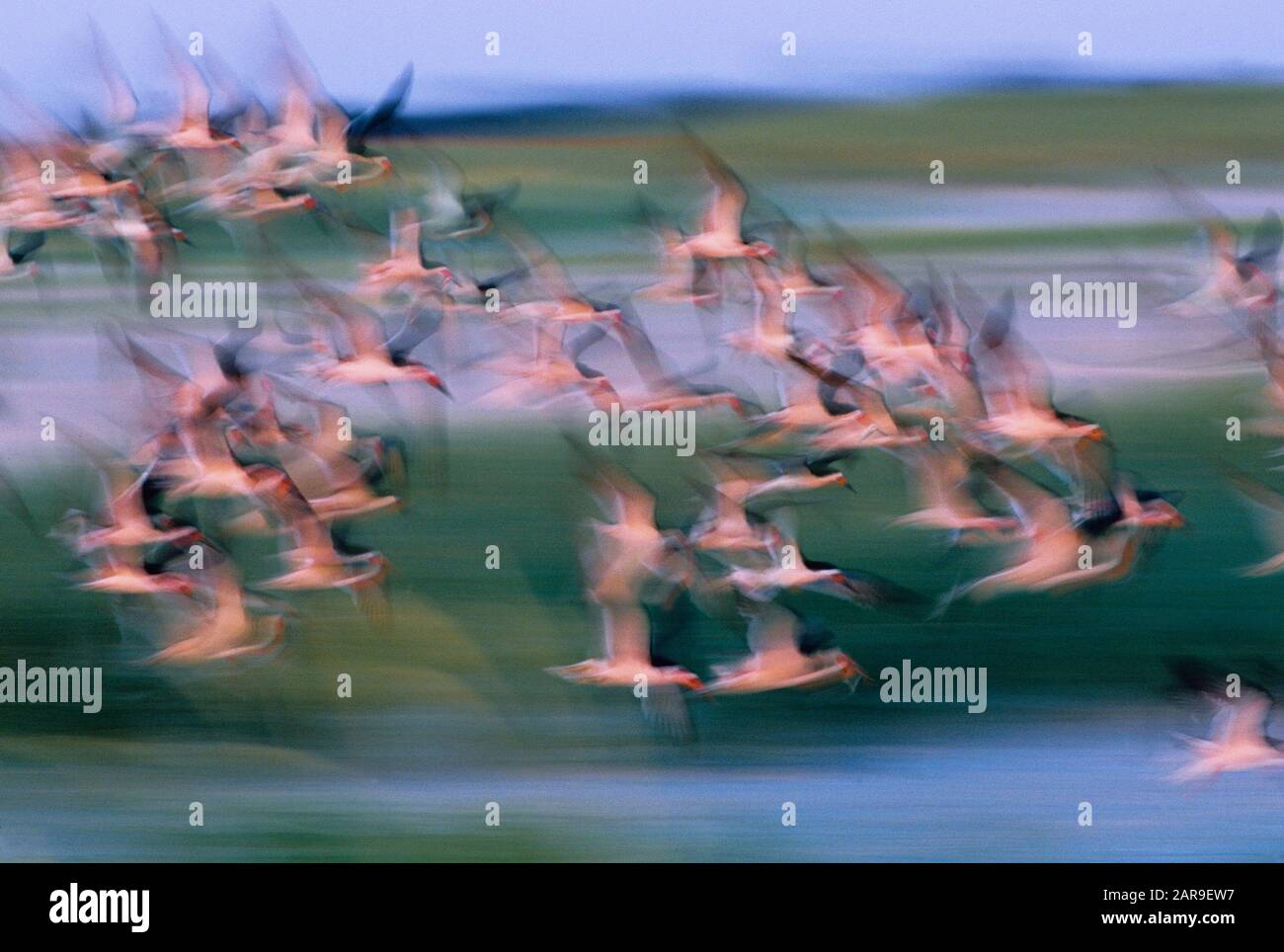 Black skimmer flock flight abstract Stock Photo - Alamy
