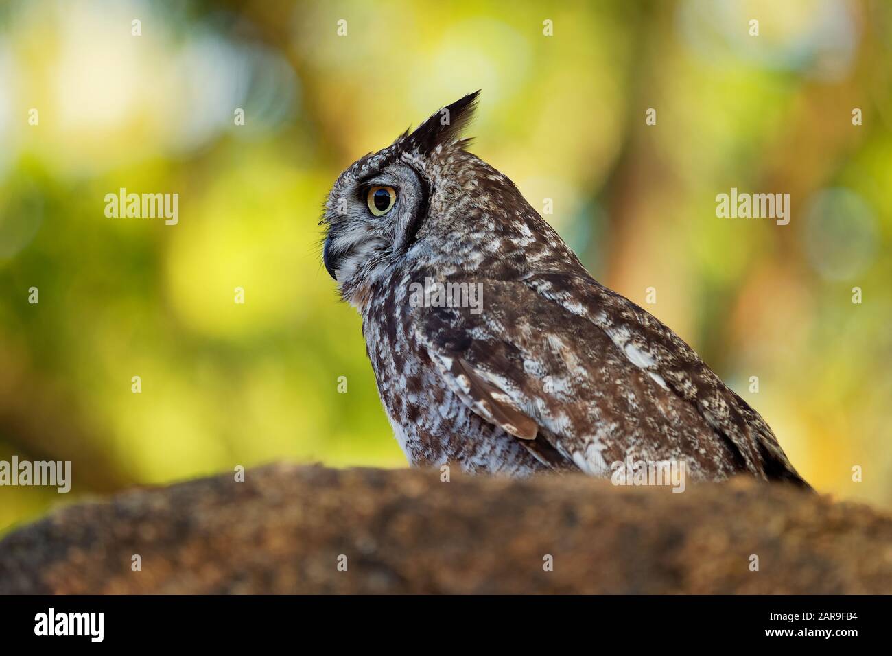 Spotted Eagle-Owl - Bubo africanus also called African spotted eagle ...