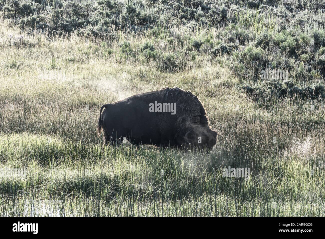 Profile of Bison walking through golden wheat field Stock Photo - Alamy