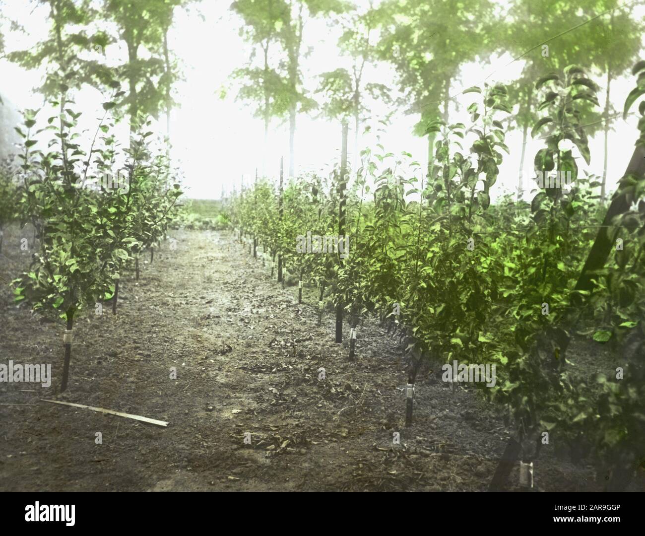 Apple tree growth cycle hi-res stock photography and images - Alamy