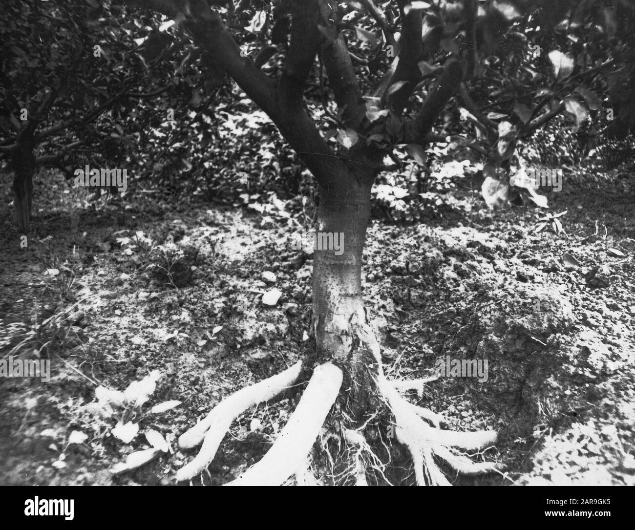 shrub on IX with own root//Date: undated Keywords: fruit cultivation ...