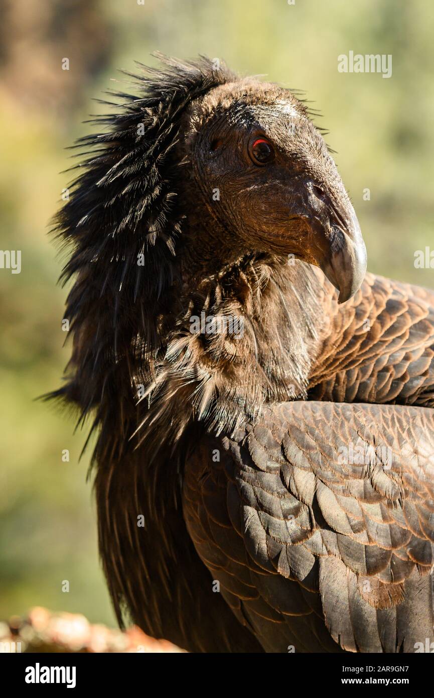 Pinnacles national park condor hi-res stock photography and images - Alamy